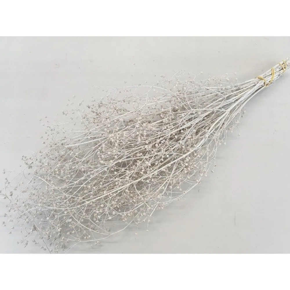 Gypsophila | Little Sky